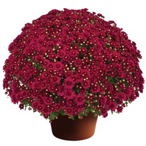 Syngenta Flowers Garden Mums Unrooted - Griffin Greenhouse Supplies