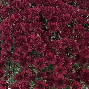 Gediflora Mums Unrooted - Griffin Greenhouse Supplies