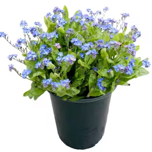 Myosotis Seed - Griffin Greenhouse Supplies
