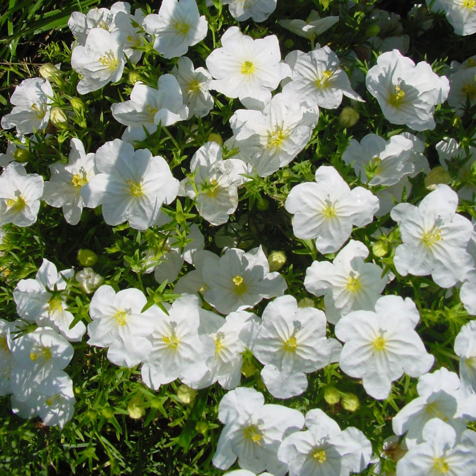 Nierembergia White Robe 162/160 Tray - Griffin Greenhouse Supplies