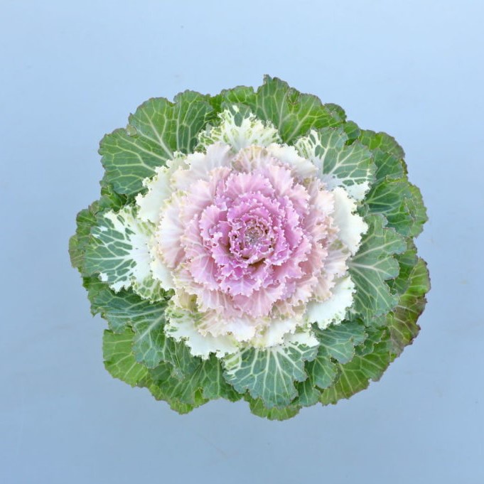 Ornamental Cabbage Osaka Iq Pink Bicolor ASTD - Griffin Greenhouse Supplies
