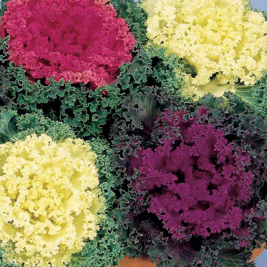 Ornamental Kale Seed - Griffin Greenhouse Supplies
