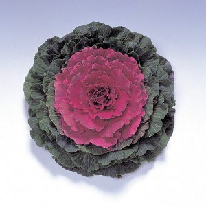 Ornamental Kale Seed - Griffin Greenhouse Supplies