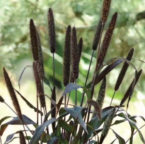 Ornamental Millet Jester (000100) (100s*) ASTD - Griffin Greenhouse ...