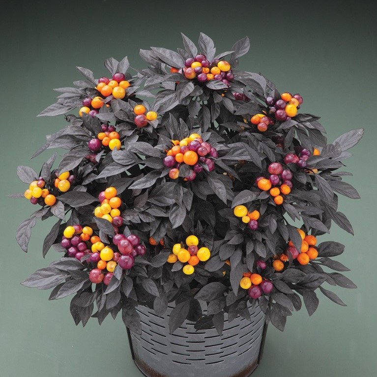Ornamental Pepper Onyx Orange ASTD - Griffin Greenhouse Supplies