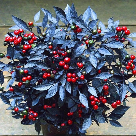 Pepper (Orn) Seed - Griffin Greenhouse Supplies