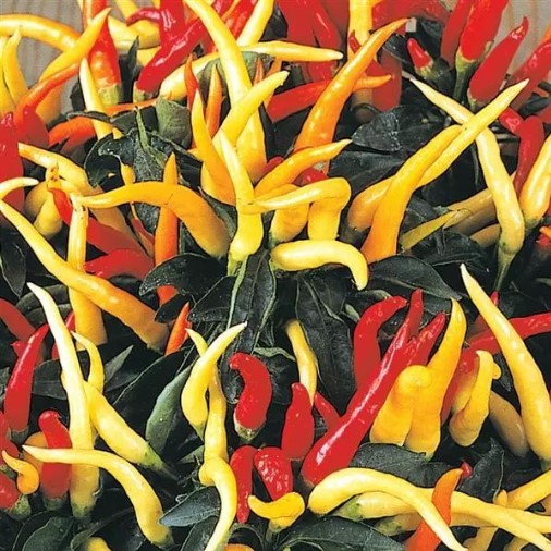 Ornamental Pepper Medusa (005000) (5K) ASTD - Griffin Greenhouse Supplies