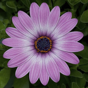 Osteospermum Asti Purple Bicolor ASTD - Griffin Greenhouse Supplies