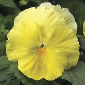 Pansy Seed - Griffin Greenhouse Supplies