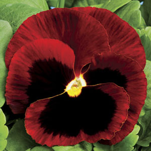 Pansy Seed - Griffin Greenhouse Supplies