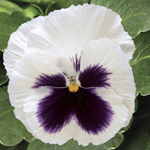 Pansy Seed - Griffin Greenhouse Supplies