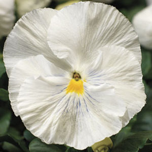 Pansy Seed - Griffin Greenhouse Supplies