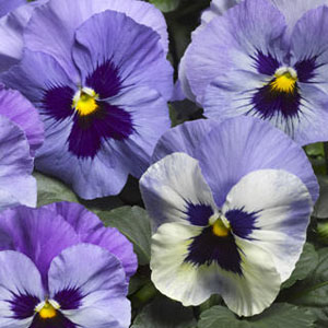 Pansy Seed - Griffin Greenhouse Supplies