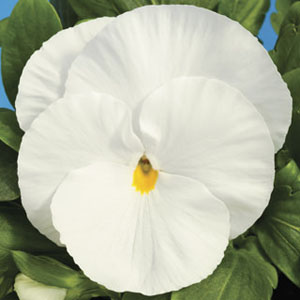 Pansy Delta Pro Clear White (001000) (1K) IG - Griffin Greenhouse Supplies