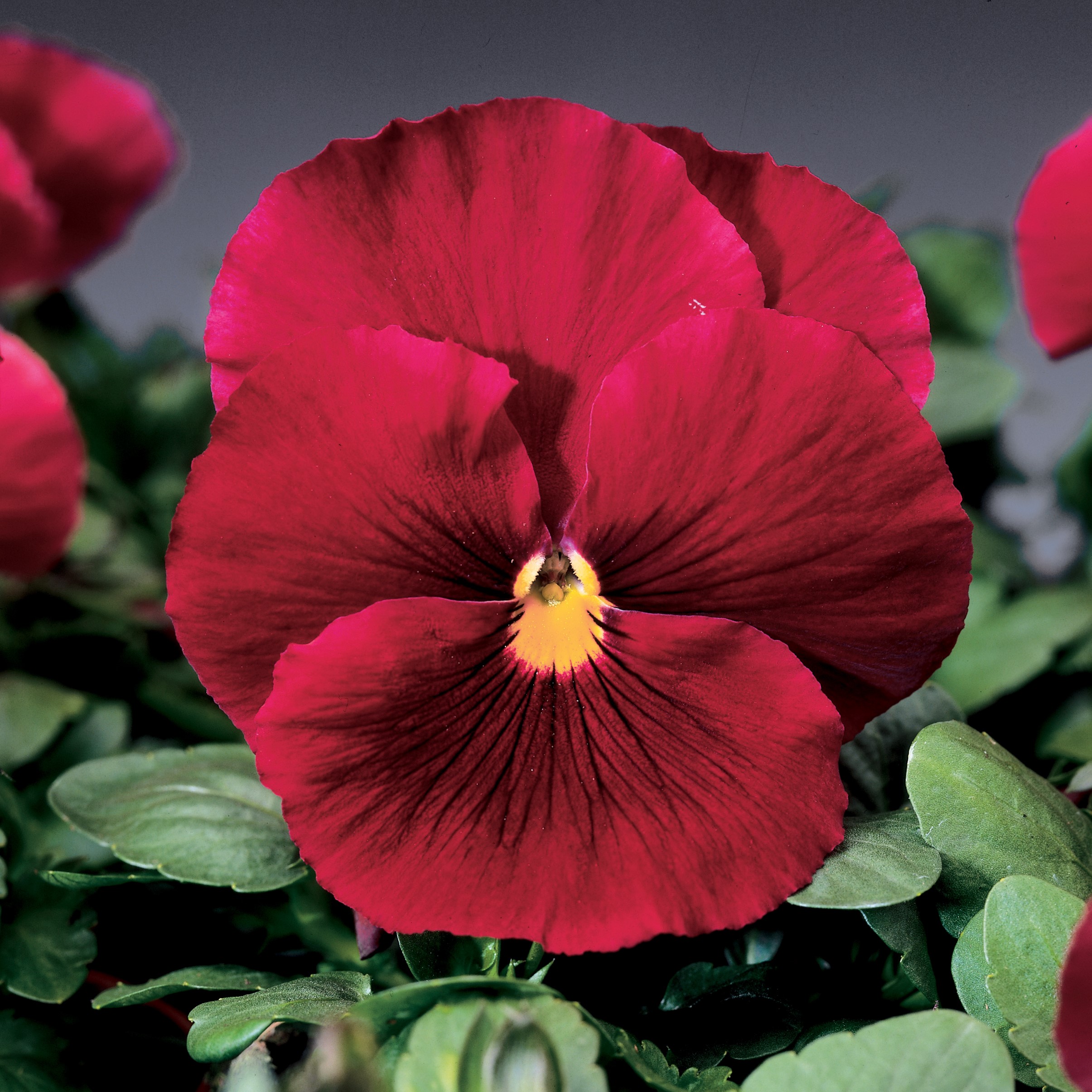 Pansy Seed - Griffin Greenhouse Supplies