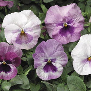 Pansy Seed - Griffin Greenhouse Supplies