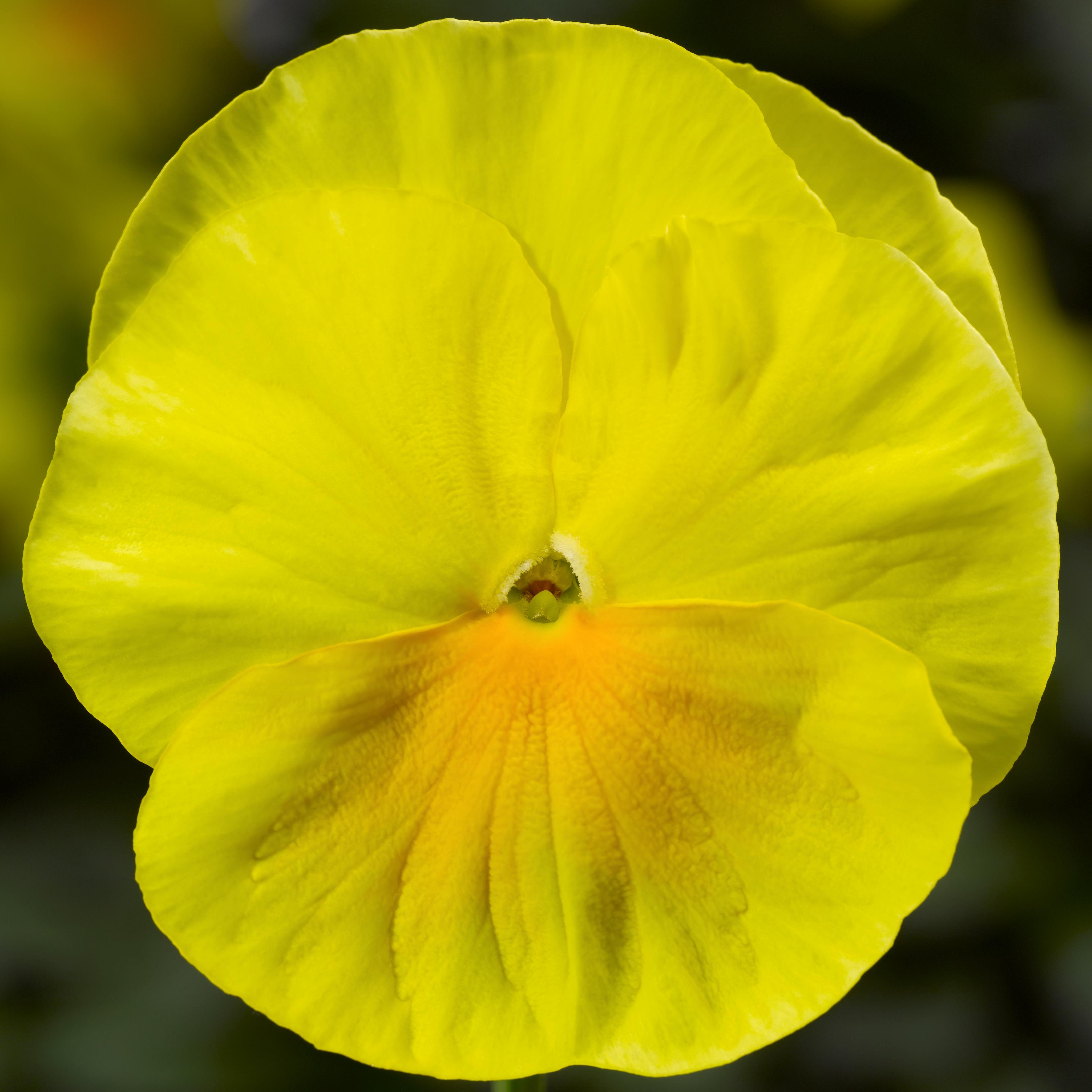 Pansy Seed - Griffin Greenhouse Supplies