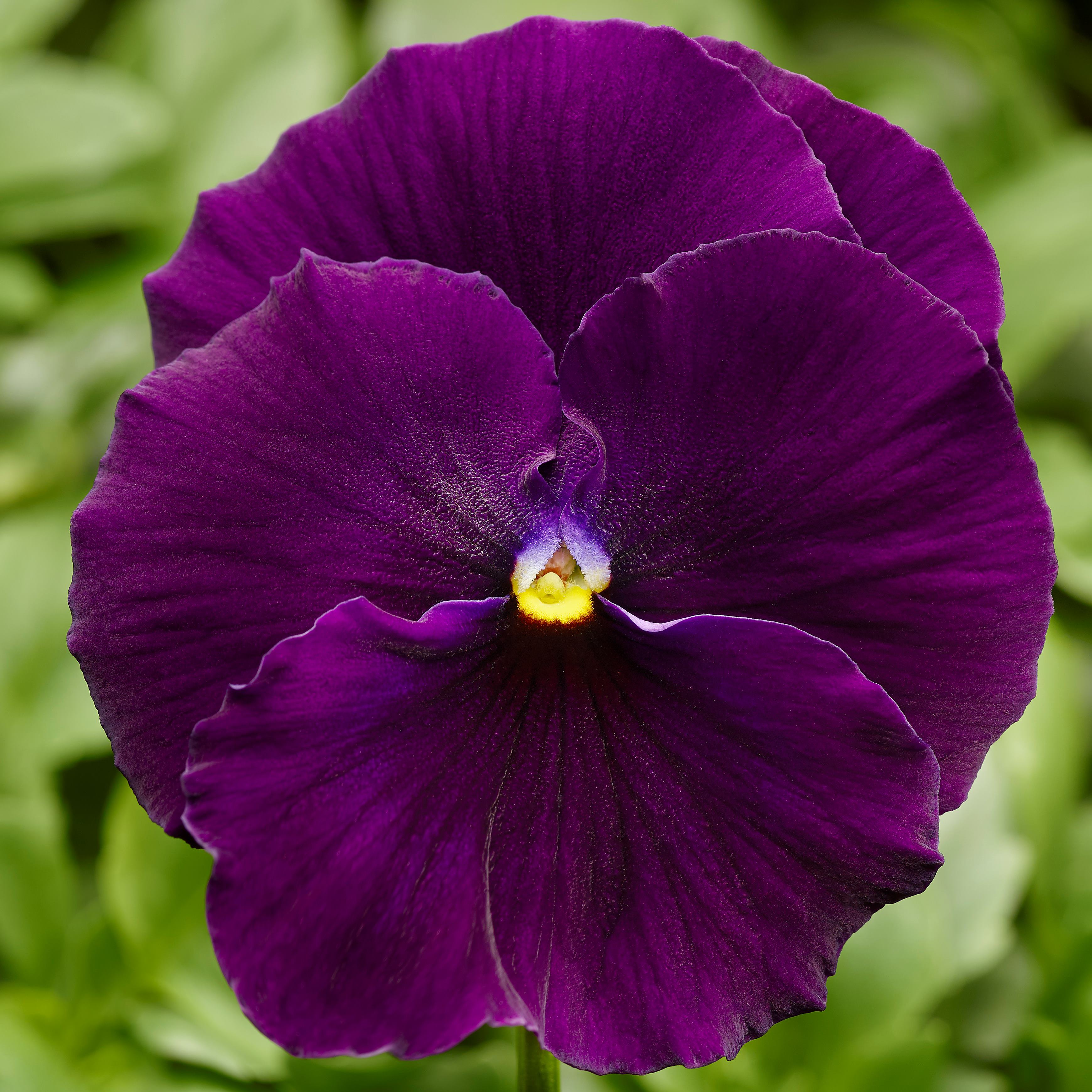 Pansy Seed - Griffin Greenhouse Supplies