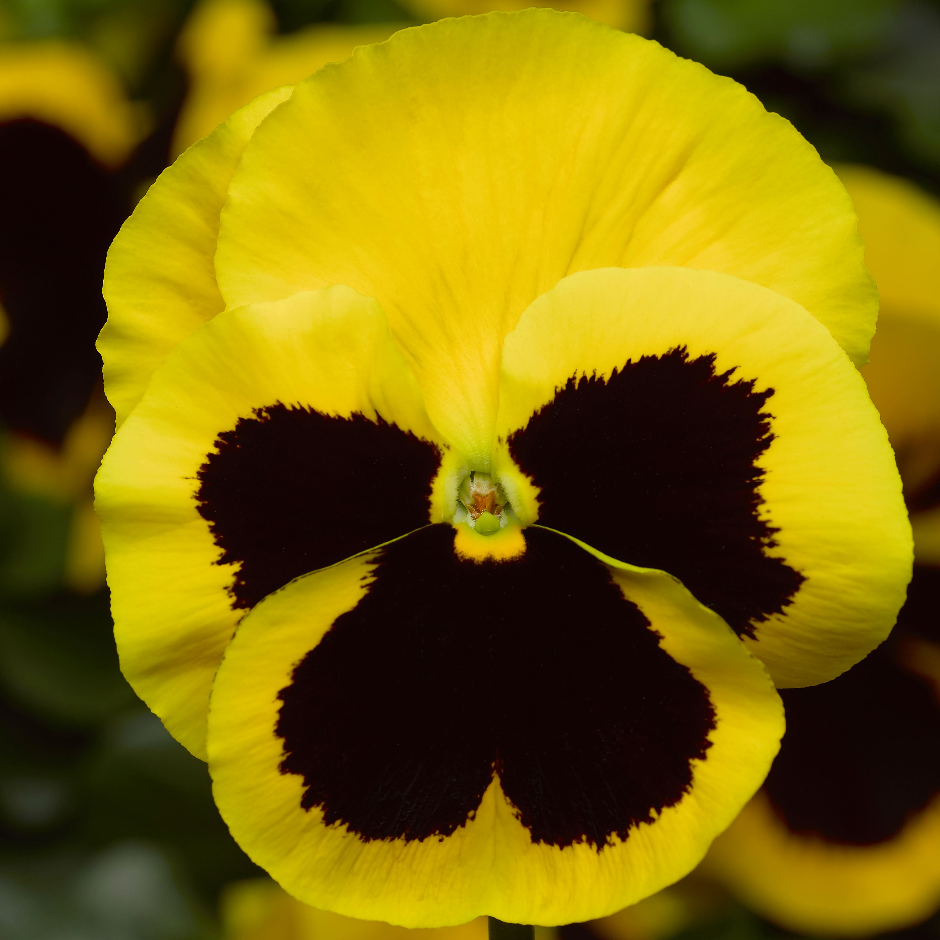 Pansy Delta Pro Yellow With Blotch 288/275 Tray - Griffin Greenhouse ...