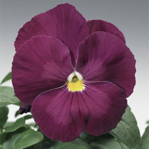 Pansy Seed - Griffin Greenhouse Supplies