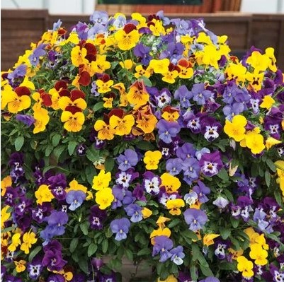 Pansy Seed - Griffin Greenhouse Supplies