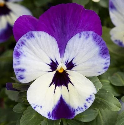 Pansy Seed - Griffin Greenhouse Supplies