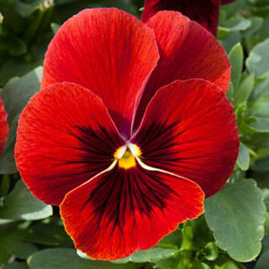 Pansy Seed - Griffin Greenhouse Supplies