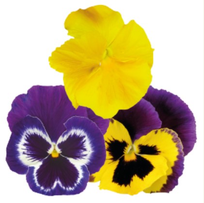 Pansy Inspire Plus Mardi Gras Mix 384/375 Tray - Griffin Greenhouse ...