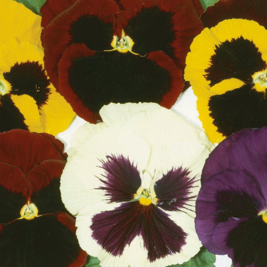 Pansy Majestic Giants II Blotch Mix (005000) (5K) PRIME - Griffin ...