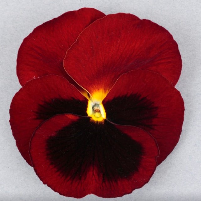 Pansy Majestic Giants II Red With Blotch 288/285 Tray - Griffin ...