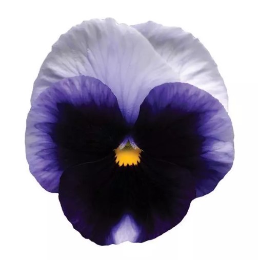 Pansy Seed - Griffin Greenhouse Supplies