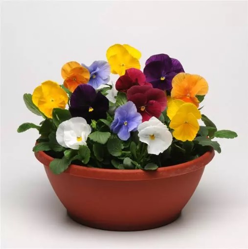 Pansy Seed - Griffin Greenhouse Supplies