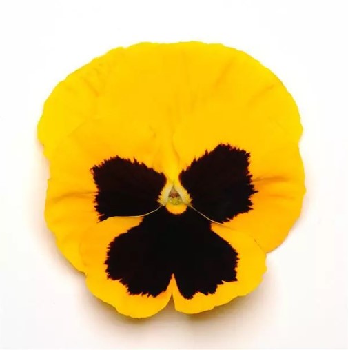 Pansy Matrix Yellow With Blotch (000500) (500s*) PRIME - Griffin ...
