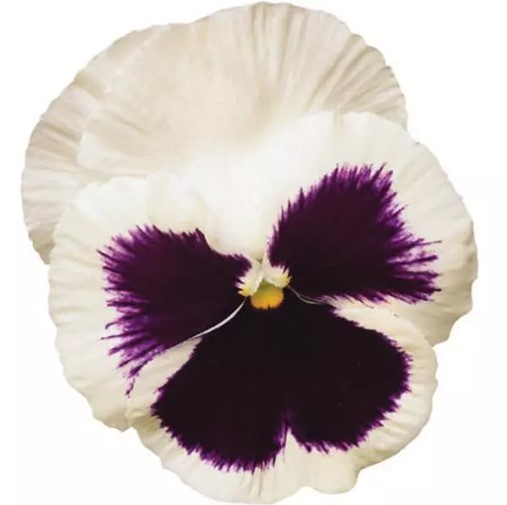 Pansy Spring Matrix White with Blotch 288/260 Tray - Griffin Greenhouse ...