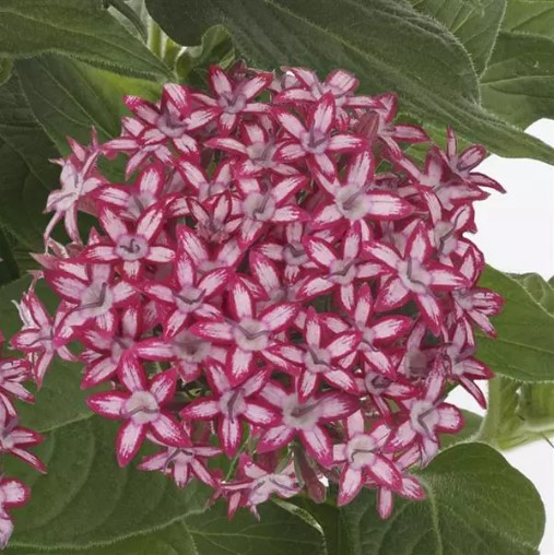 Pentas Seed - Griffin Greenhouse Supplies