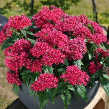 Pentas Seed - Griffin Greenhouse Supplies
