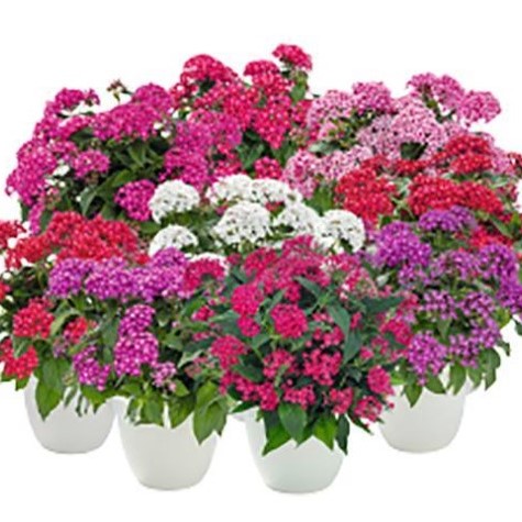 Pentas Seed - Griffin Greenhouse Supplies