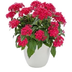 Pentas Seed - Griffin Greenhouse Supplies