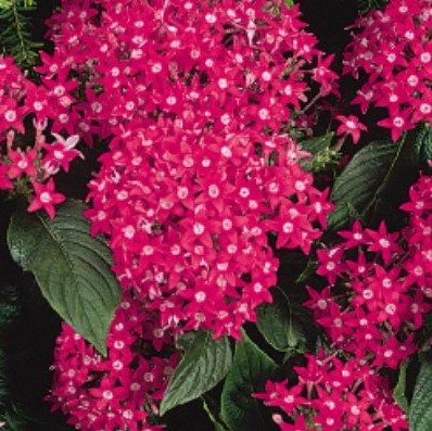 Pentas Seed - Griffin Greenhouse Supplies