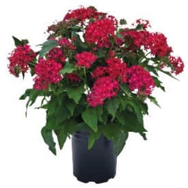 Pentas Seed - Griffin Greenhouse Supplies