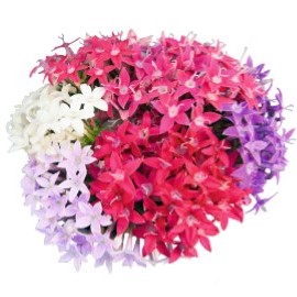 Pentas Seed - Griffin Greenhouse Supplies