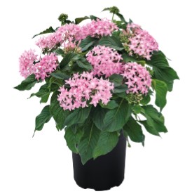 Pentas Seed - Griffin Greenhouse Supplies