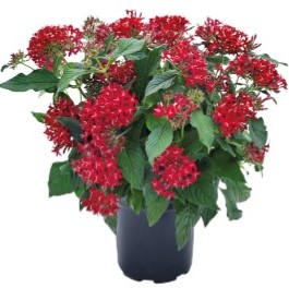 Pentas Seed - Griffin Greenhouse Supplies