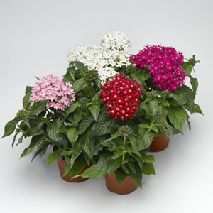 Pentas Seed - Griffin Greenhouse Supplies