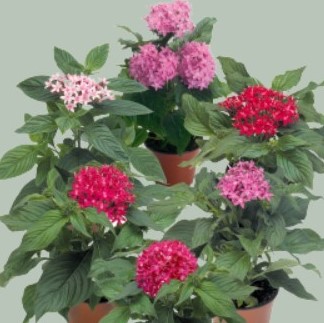Pentas Seed - Griffin Greenhouse Supplies