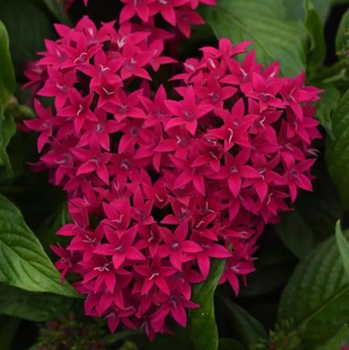 Pentas Seed - Griffin Greenhouse Supplies