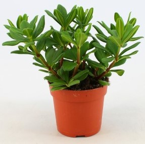 Peperomia Mojo 250/250 URC Guatemala - Griffin Greenhouse Supplies