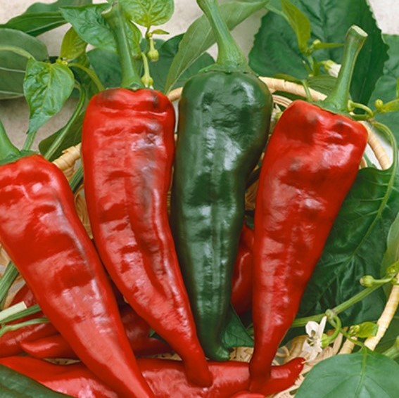 Pepper Seed - Griffin Greenhouse Supplies