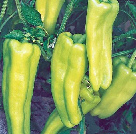 Pepper Seed - Griffin Greenhouse Supplies