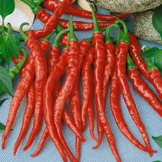 Pepper Seed - Griffin Greenhouse Supplies